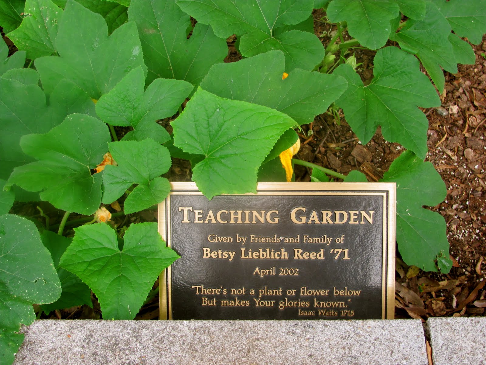 The Semi-Urban Gardener