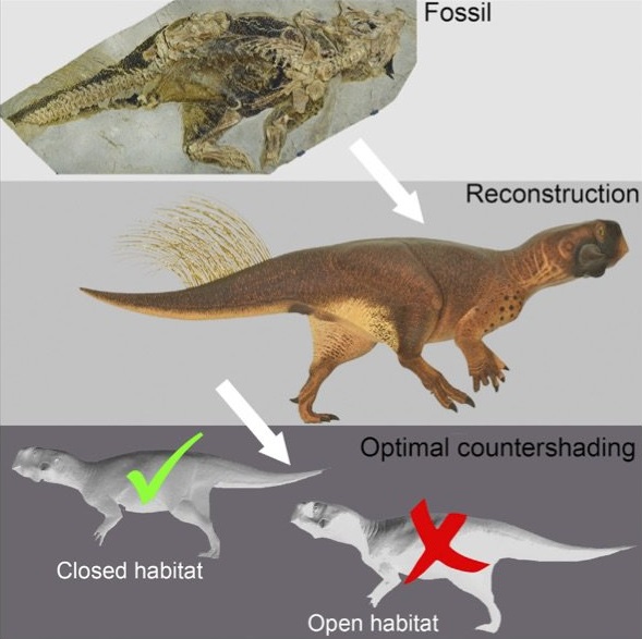 Species New to Science: [Paleontology • 2016] 3D Camouflage in an ...
