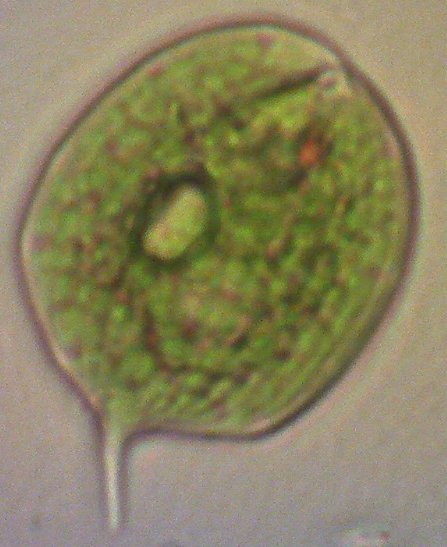 Pangea Arts and Sciences