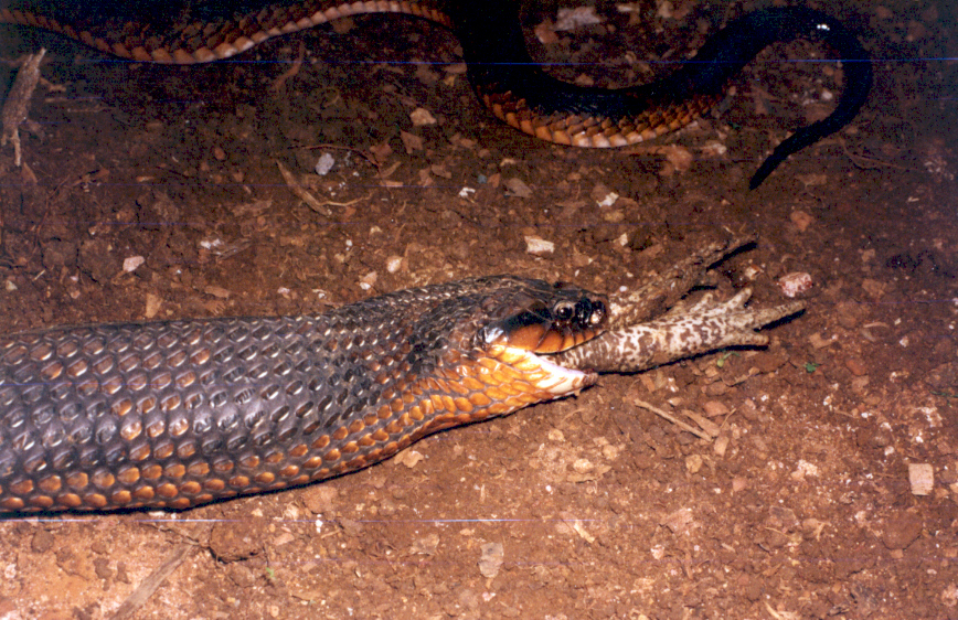 BIOLOGIA E HERPETOLOGIA Amor à vida e aos Répteis!: BOIPEVA - A ...