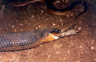 BIOLOGIA E HERPETOLOGIA Amor à vida e aos Répteis!: BOIPEVA - A ...