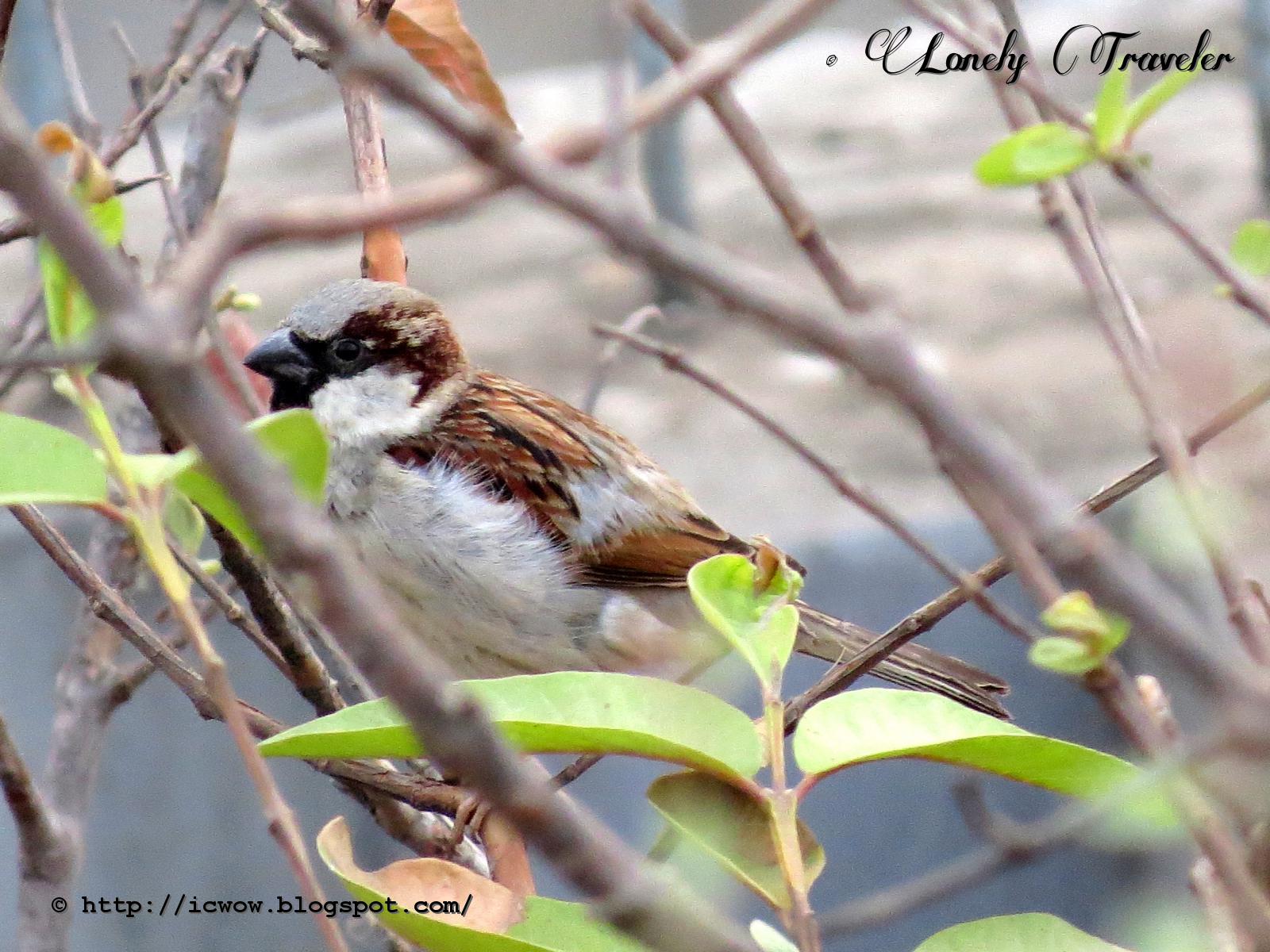 House sparrow - Passer domesticus