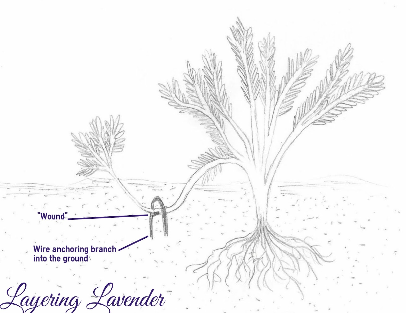 Lavender--The Ultimate Guide