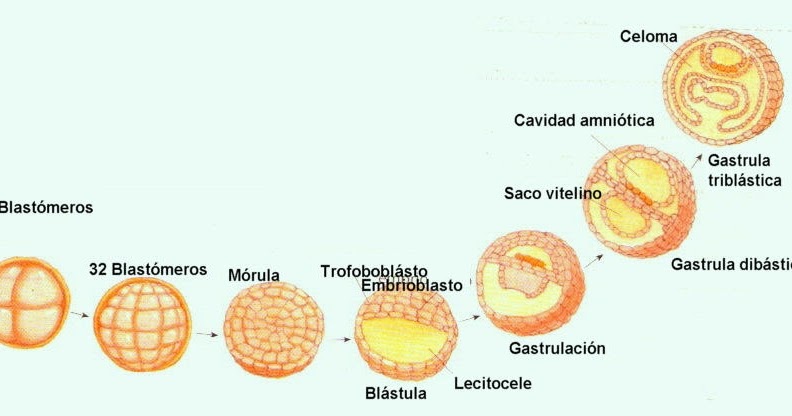EL MUNDO ANIMAL: Desarrollo embrionario y gestación
