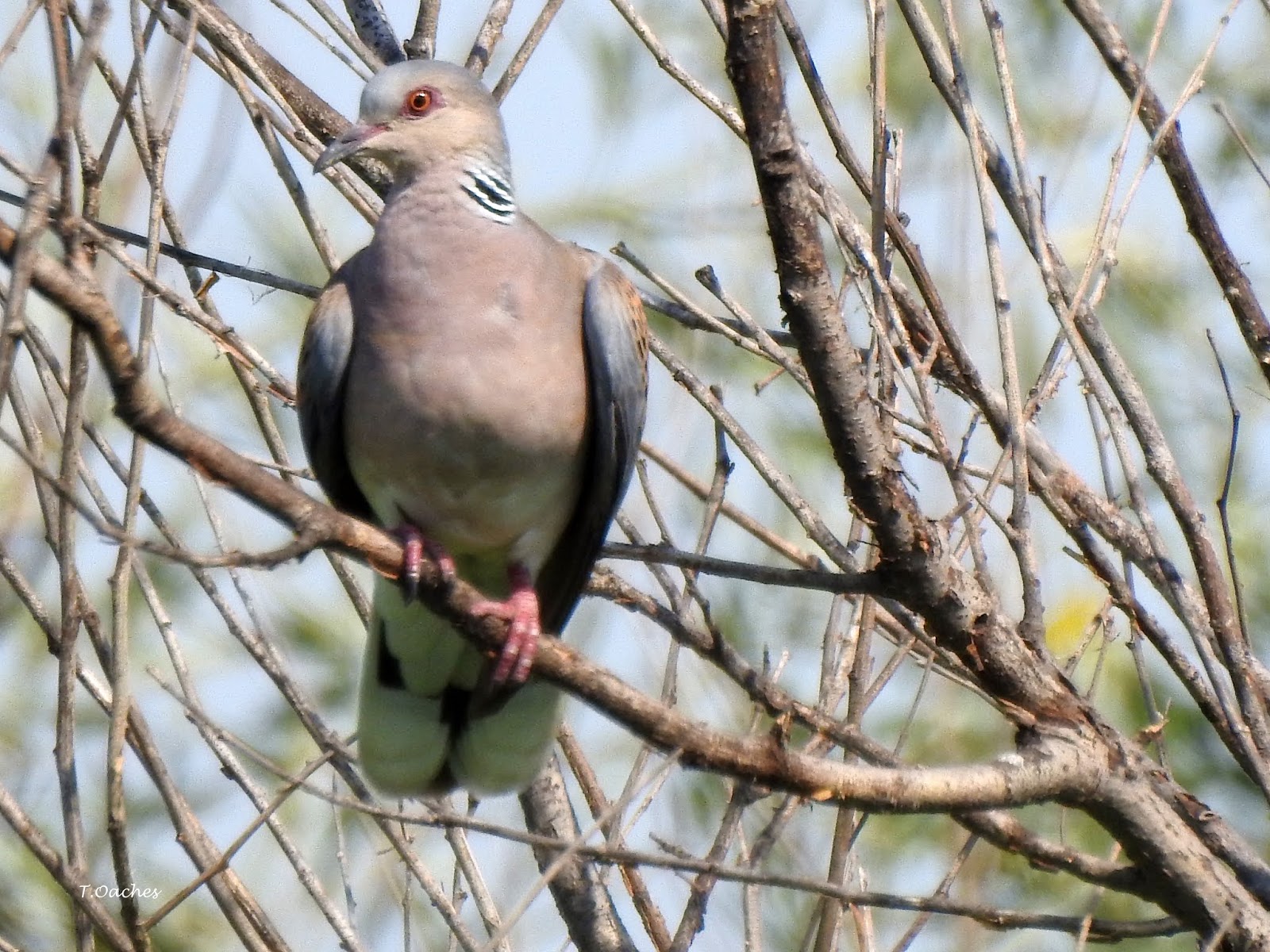 PASARI DIN ROMANIA: TURTURICA, Streptopelia turtur