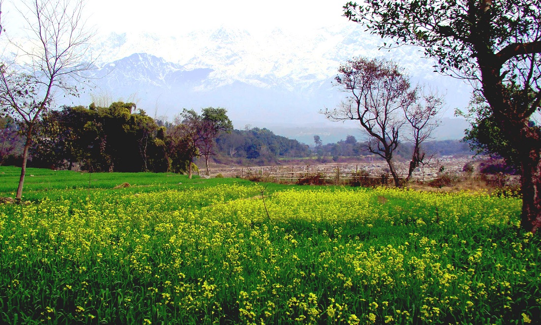 Kangra Valley - Travel India