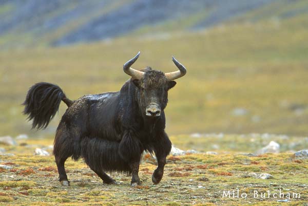 TIBET: Environment and Development: Comeback of the Tibetan Beast?