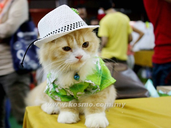 SEDANG TRENDING!: Ally kucing kacak menang Pertunjukan dan Pertandingan ...