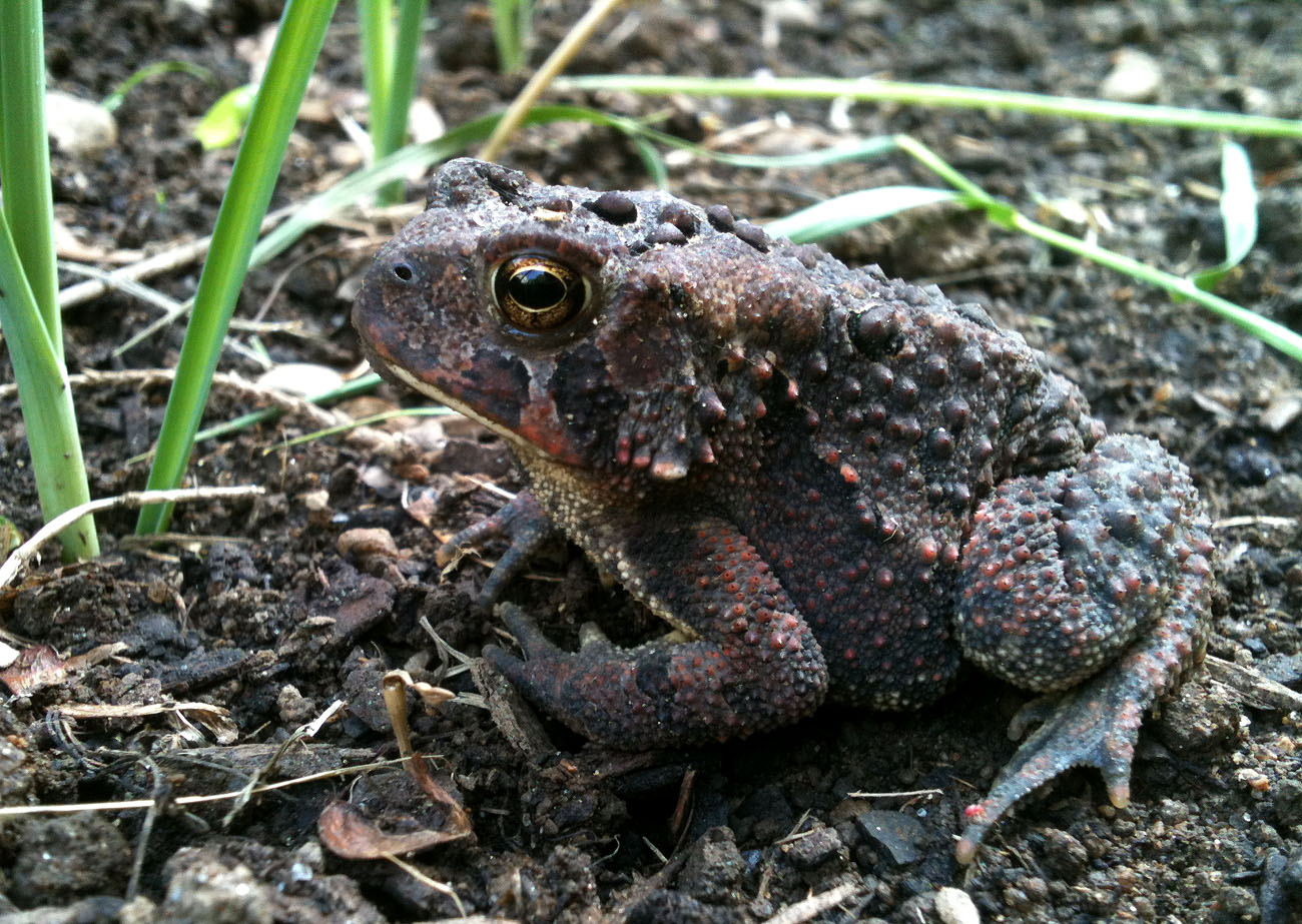 Woods Walks and Wildlife: Garden Creatures: Predators, Pollination, and ...