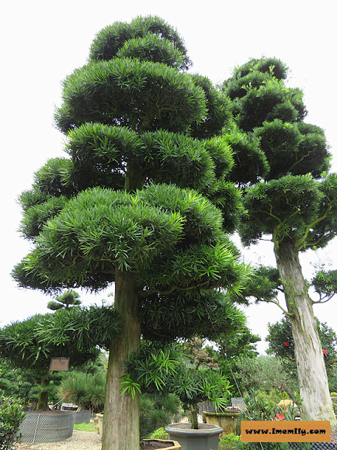 Tan Kok Leyong Nursery