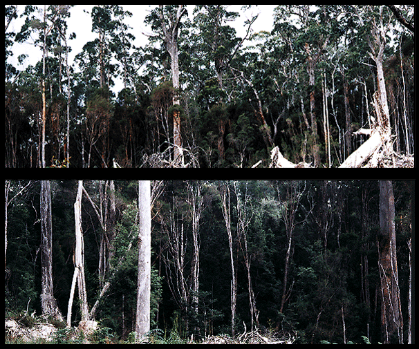 nudgelbah toby muir-wilson