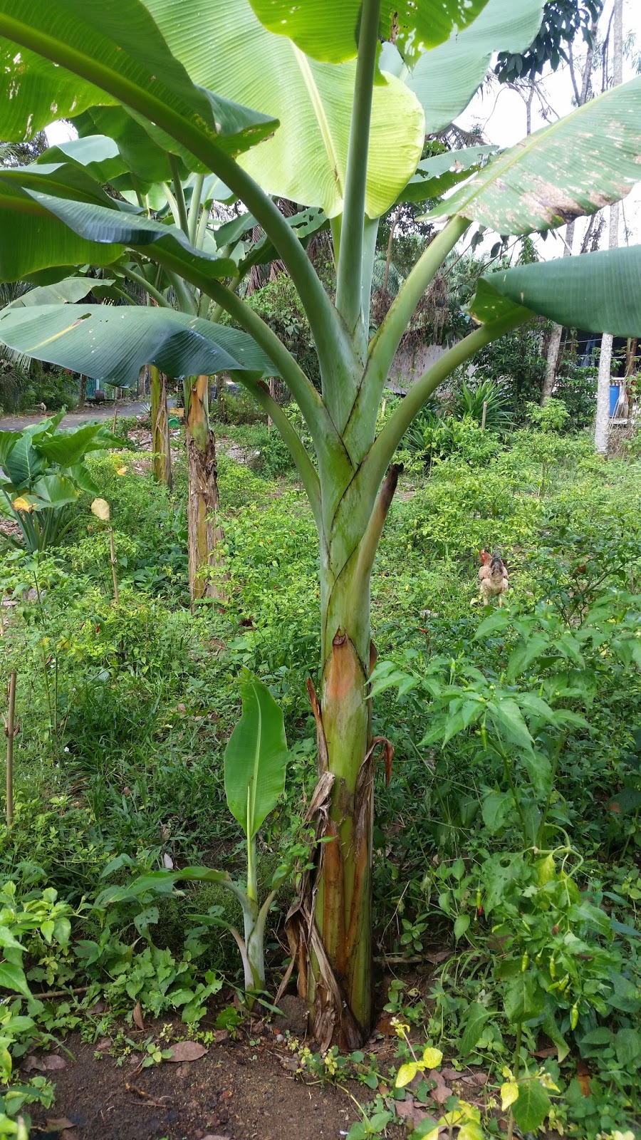 Warisan Petani: Tanaman Pisang 9 : Pisang Nipah.