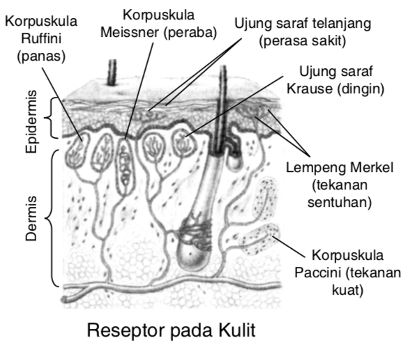 Gambarlah macam reseptor yang terdapat pada kulit! - Mas Dayat