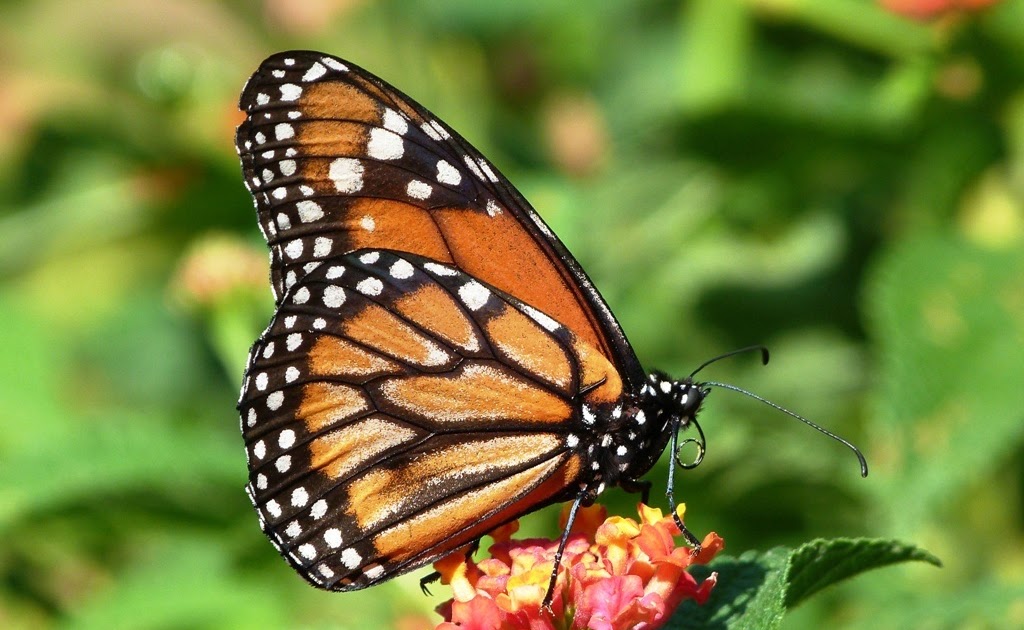 ELANIO AZUL: Mariposa monarca (Danaus plexippus)