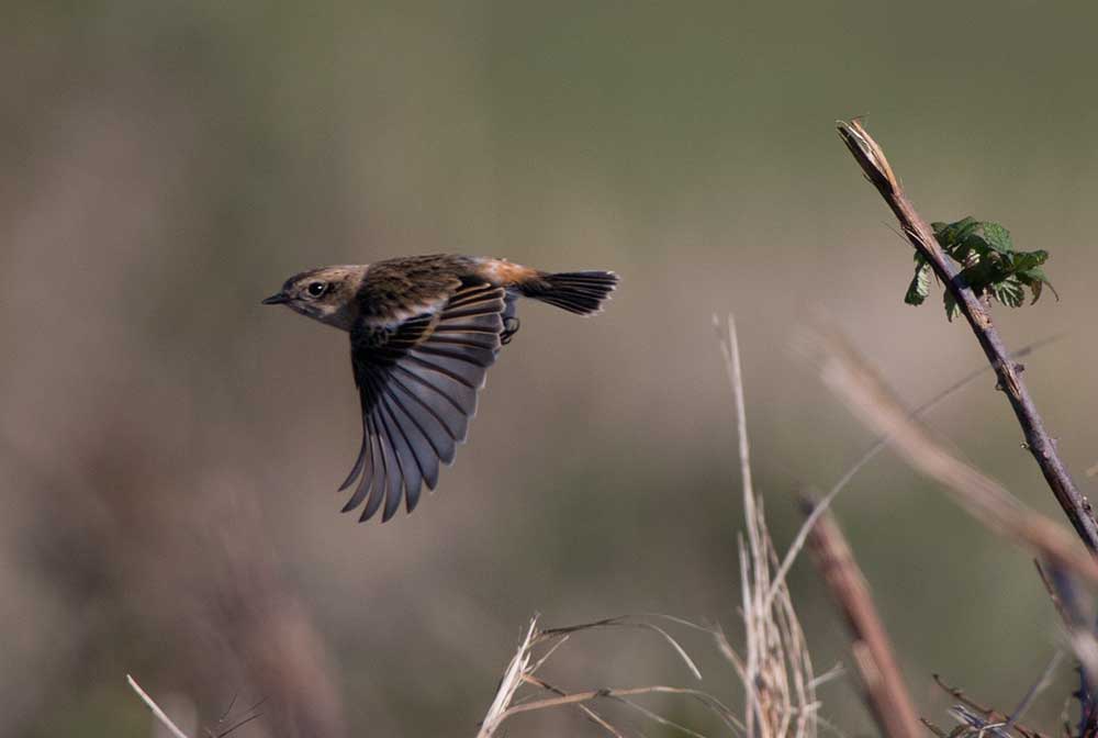 Just Wild Images by Will Bowell: Stejneger's Stonechat in Norfolk