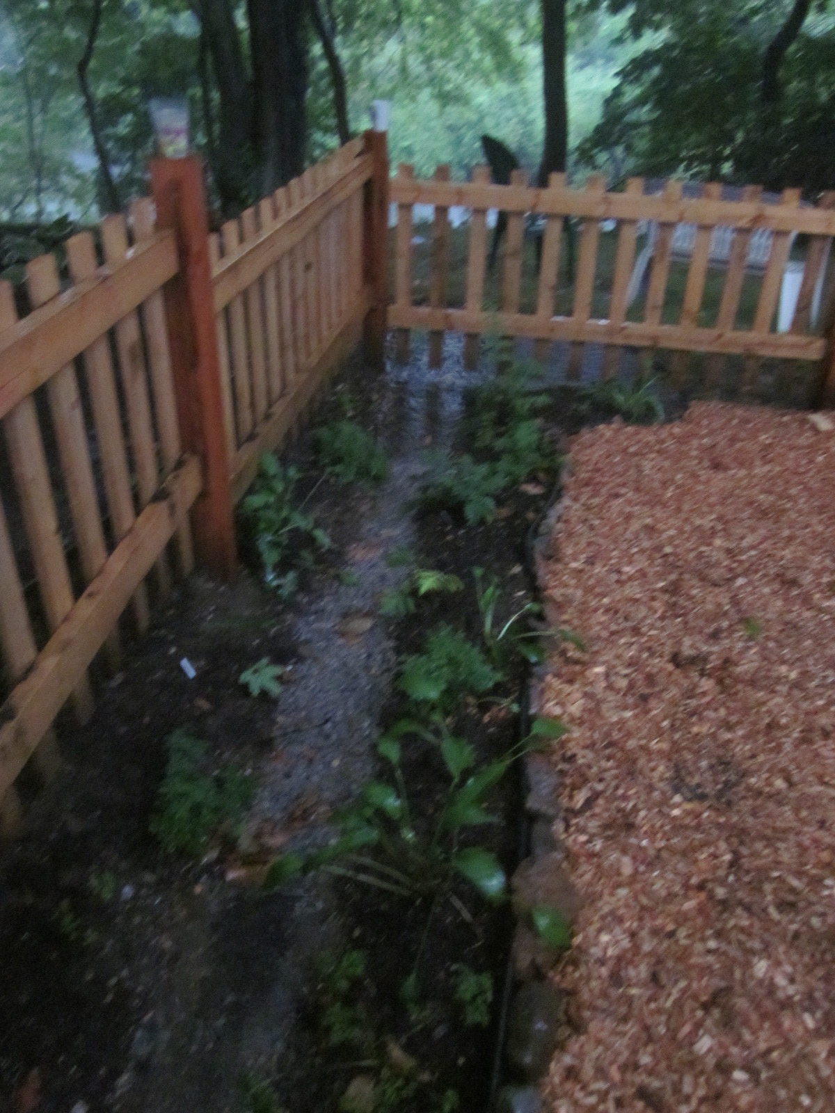 A Riverside Garden Makeover: from nothing to native paradise in one ...