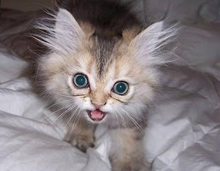 Your Source of Randomness: WTF Kitty Pictures
