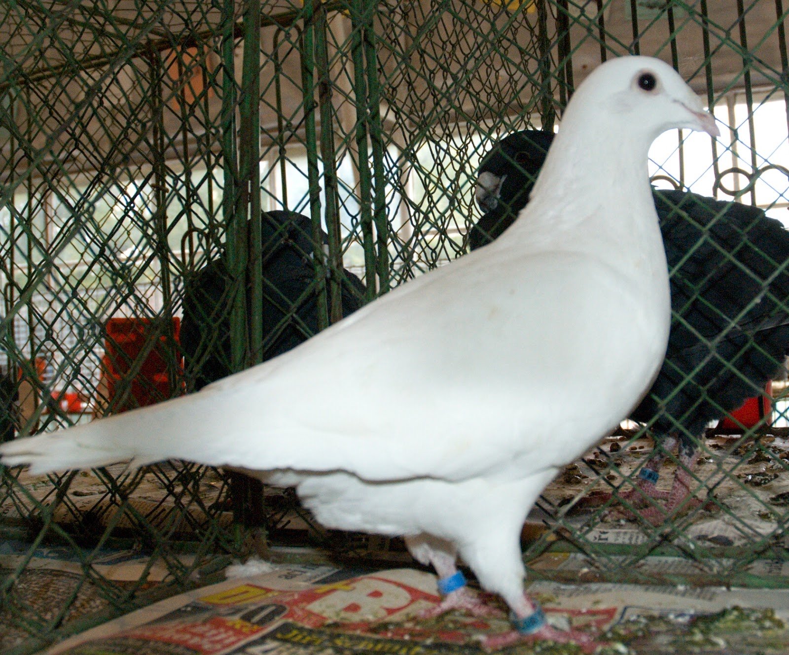 Racing Homer | BD PIGEONS