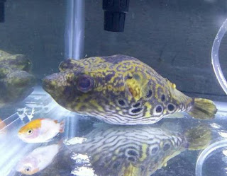 Humpback Pufferfish (Tetraodon palembangensis) - Ikan buntal dari Asia ...