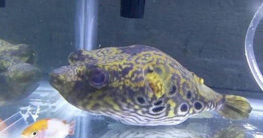 Humpback Pufferfish (Tetraodon palembangensis) - Ikan buntal dari Asia ...