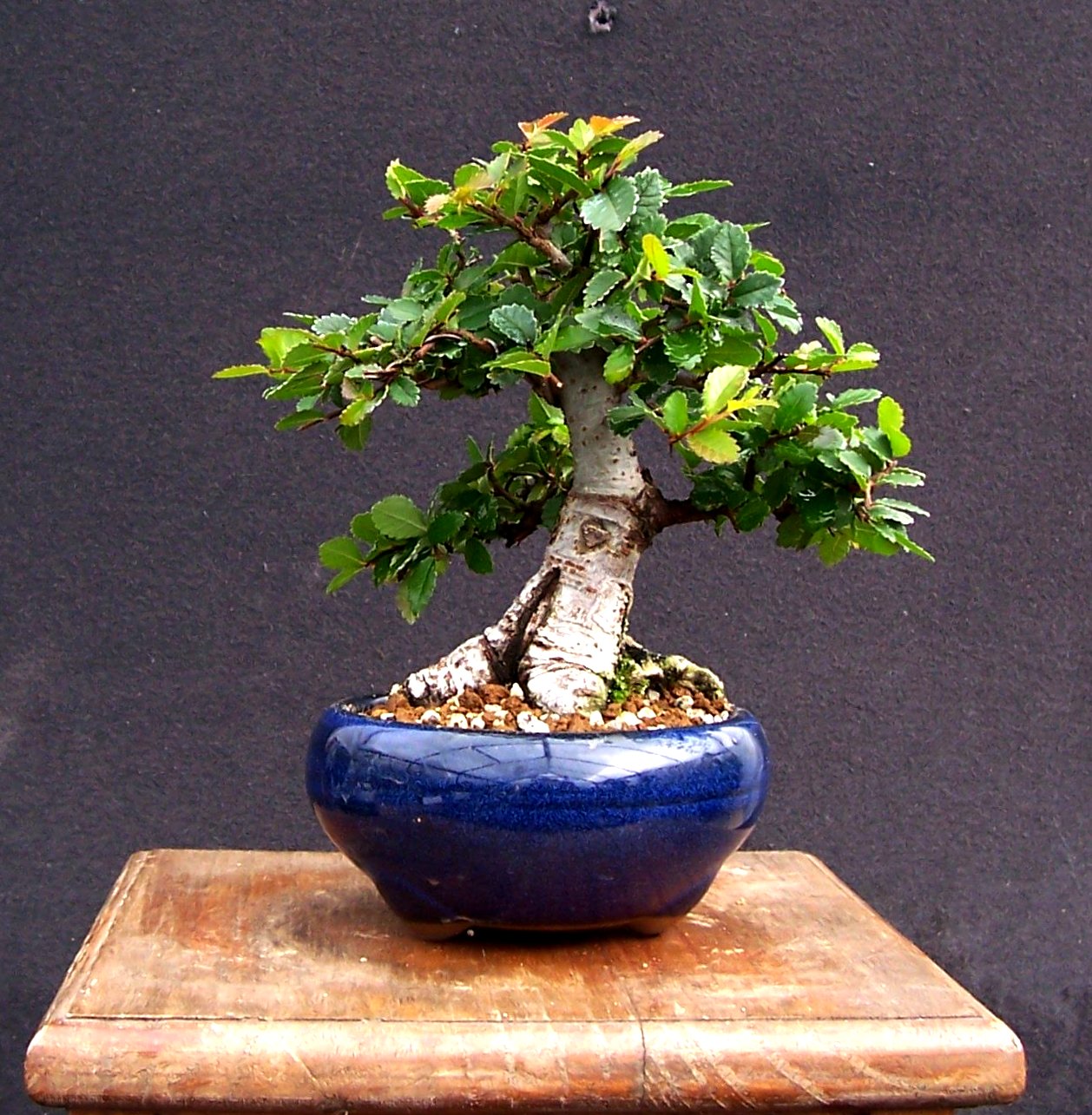 MiKo Bonsai: Mame and Shohin Bonsai