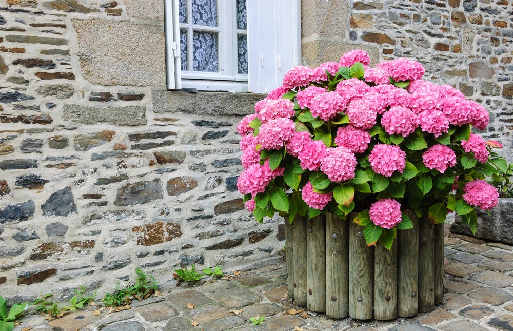 Ortanca Çiçeği (Hydrangea) Bakımı, Sulanması, Çoğaltılması Nasıl ...