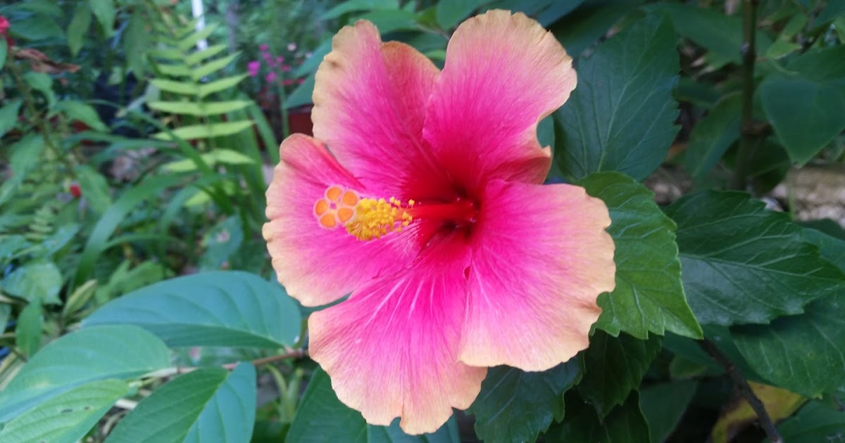 Soberano Digital 849 632 1922: FLOR DE CHINA.- CONOCIDA EN REPÚBLICA ...