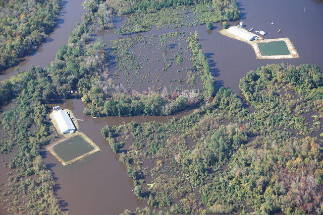 MEC&F Expert Engineers : HOG WASTE LAGOONS AND THEIR IMPACT TO THE ...