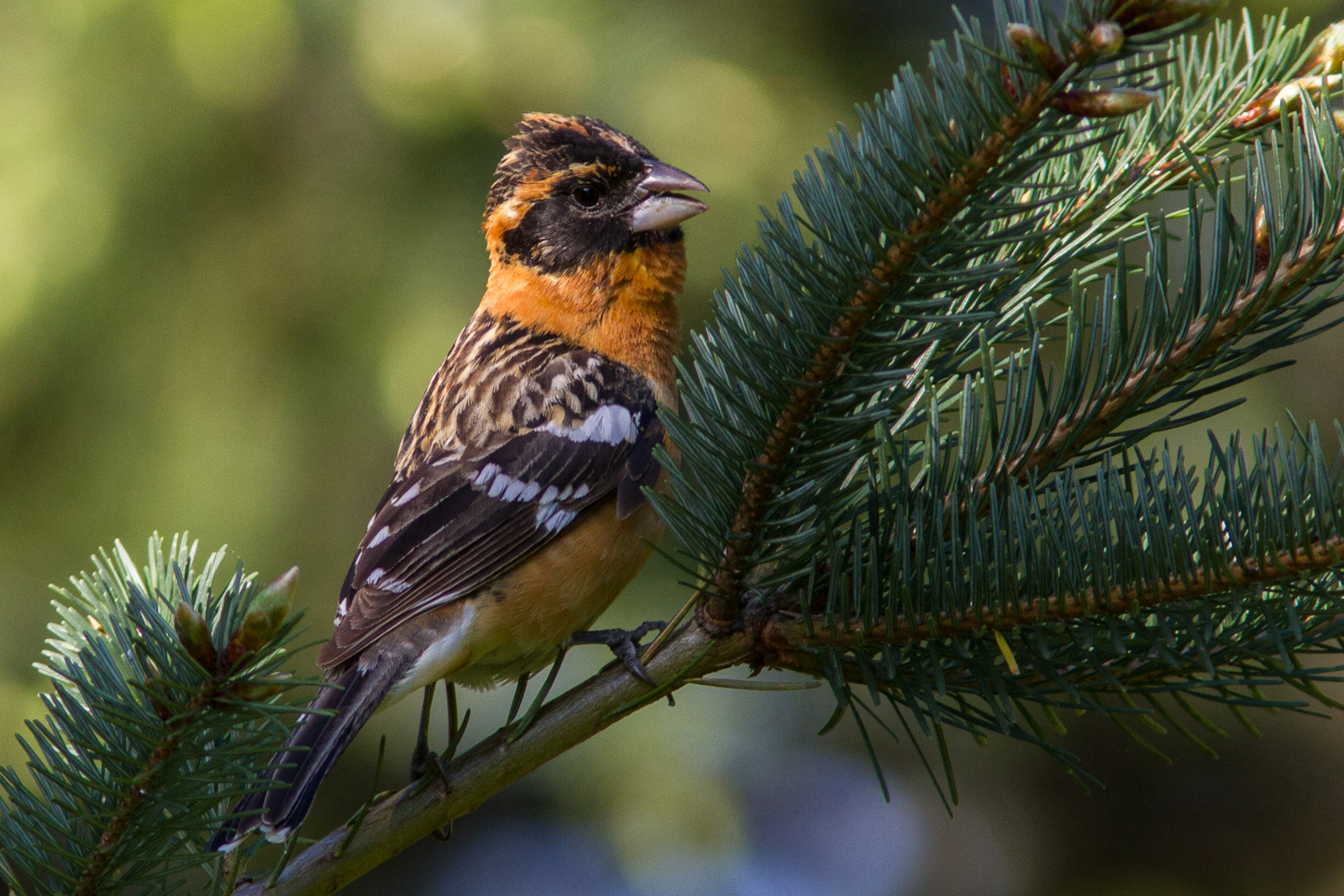 Fur & Feathers 500 - a Canada Big Year for Birds and Mammals: Pacific ...
