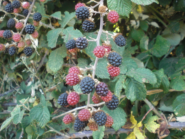 Perfumes y luces de Extremadura: Zarza. Rubus ulmifolius.