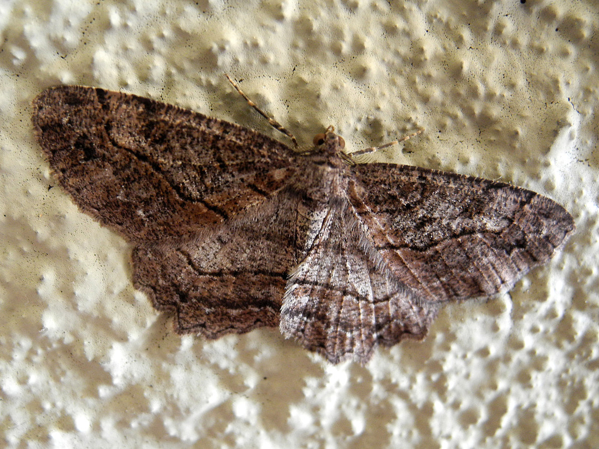 Wanderin' Weeta (With Waterfowl and Weeds): September sampler