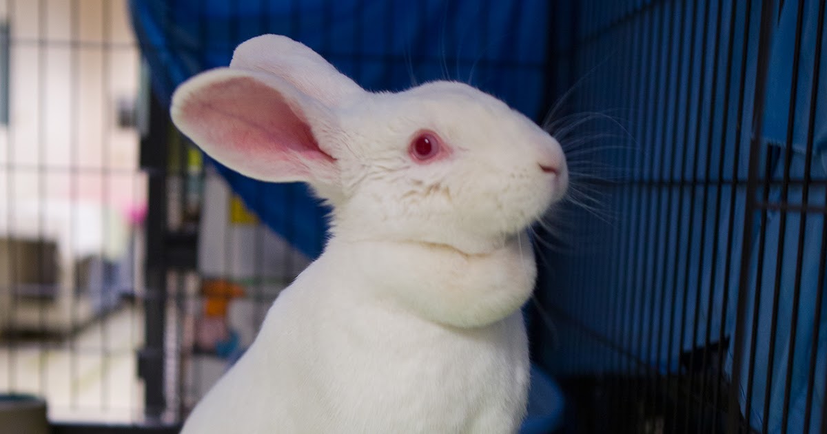 Shelter Dogs of Portland: "BUNNIES for adoption"