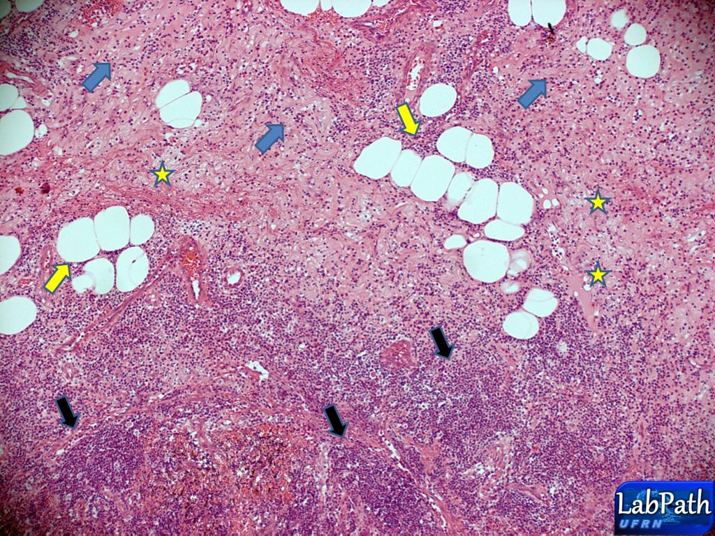 PYTE — ZoomHub · Share and view full-resolution images easily