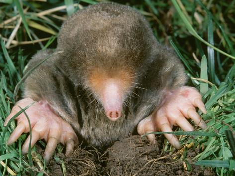 10 Contoh Hewan Mamalia Beserta Gambar Dan Penjelasannya - SemuaContoh