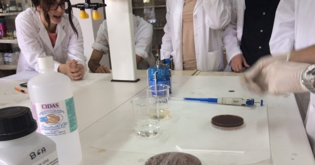 Microbiología: Sesión 6 Práctica 8: Recuento en placa de Salmonella