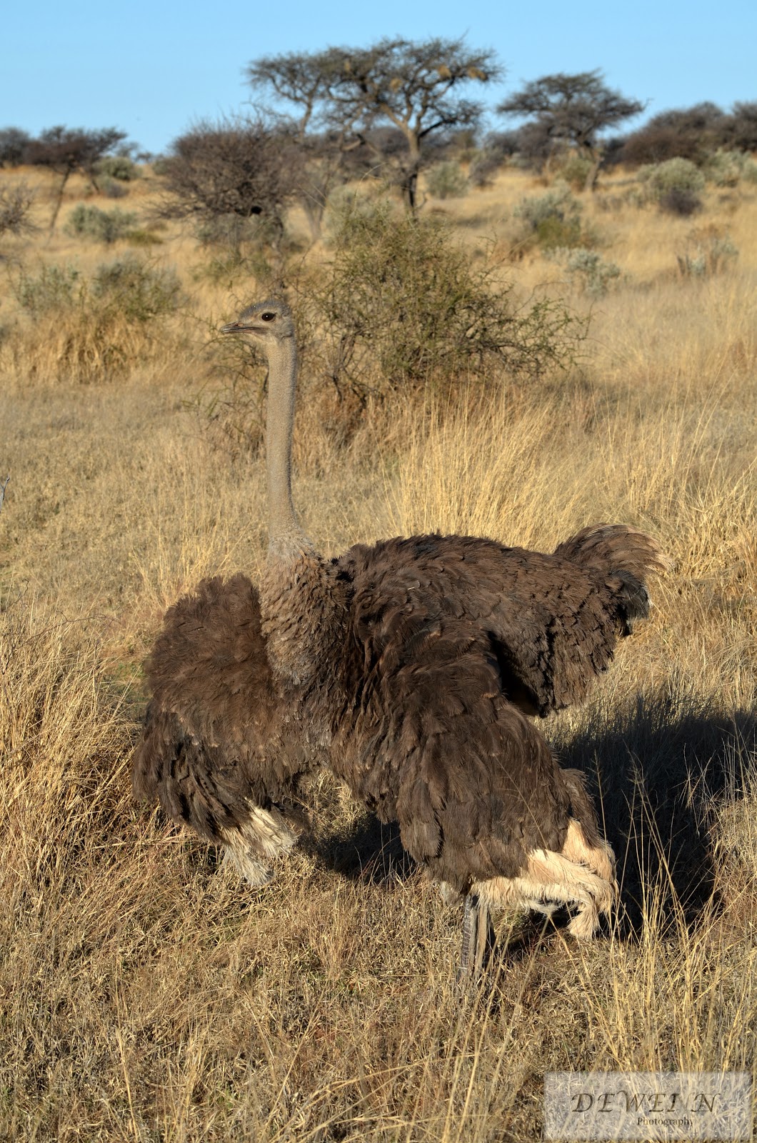 Dewein Photography: Naankuse Wildlife Sanctuary