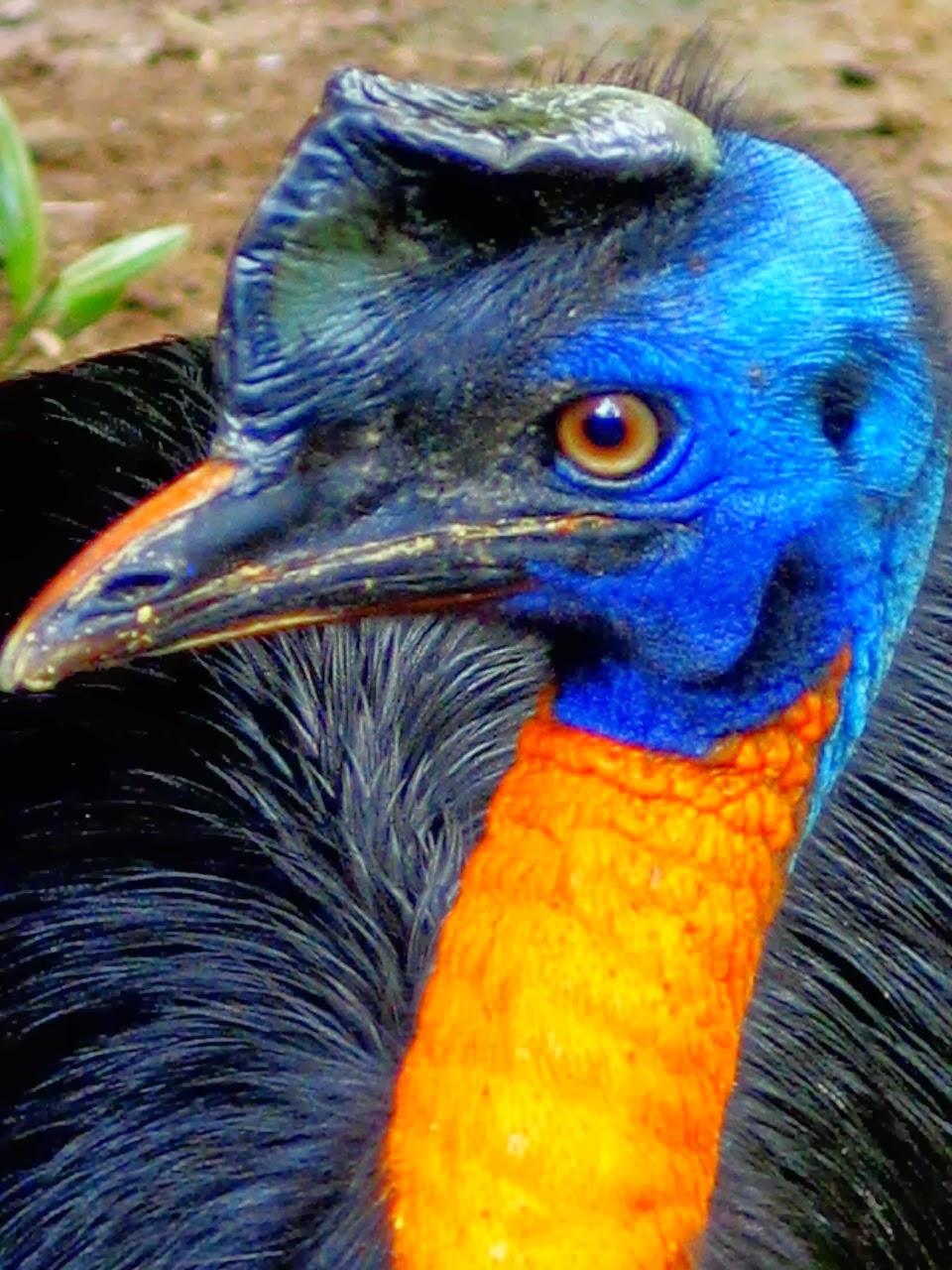 Pinceladas Actuales: Casuario, Vaya Pájaro