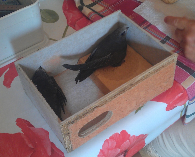 Action for Swifts: Experimental Swift brick