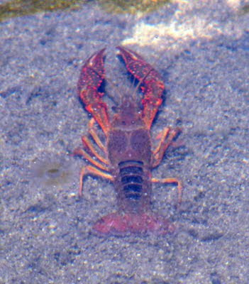 backyard critter watch: Crawdads and Crayfish