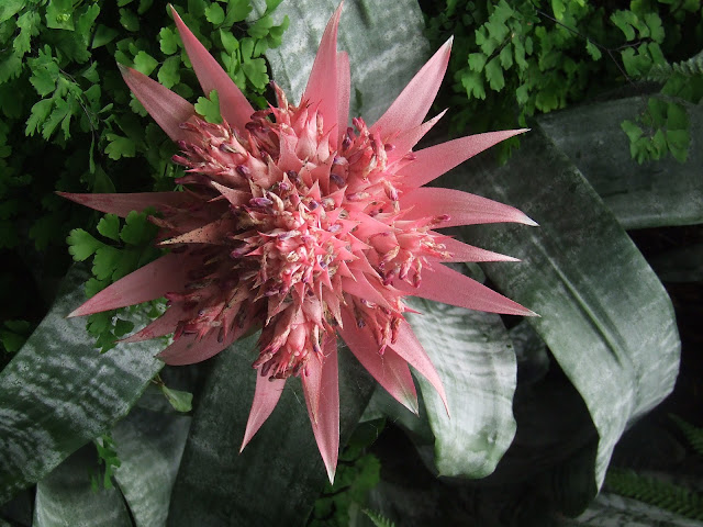 photographing New Zealand: Bason Botanical Garden