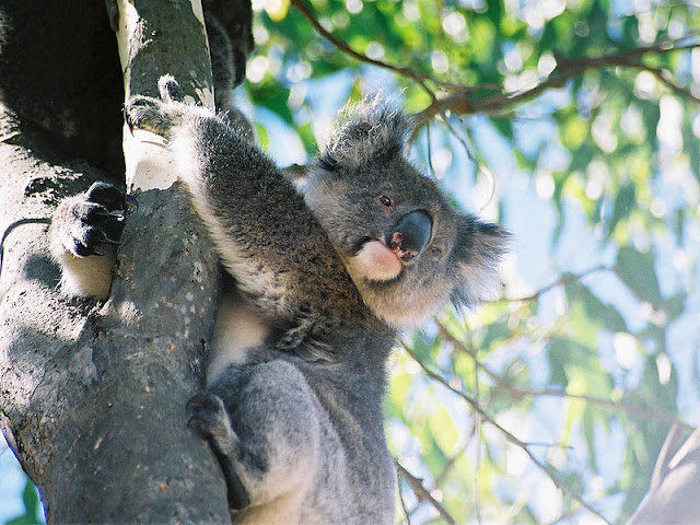 Amazing Koala: Endangered Species, Koalas Facts, Photos, Information ...