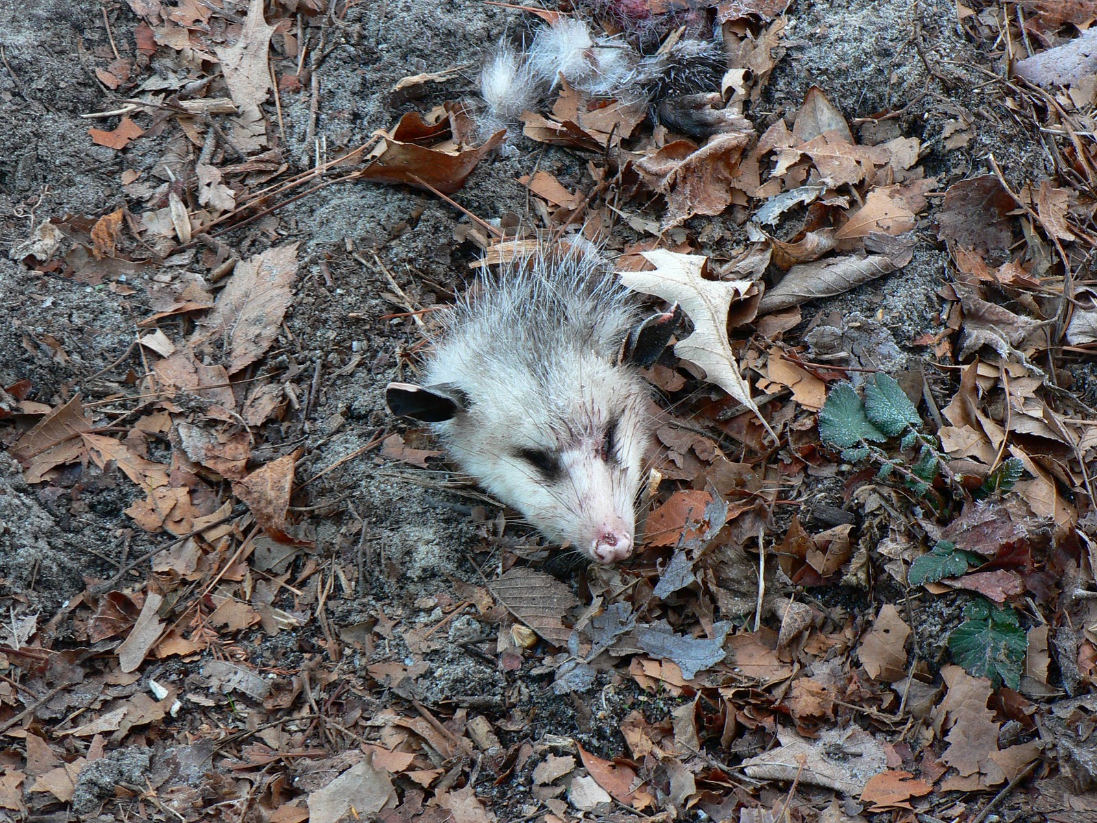 SwampThings: Miscellany