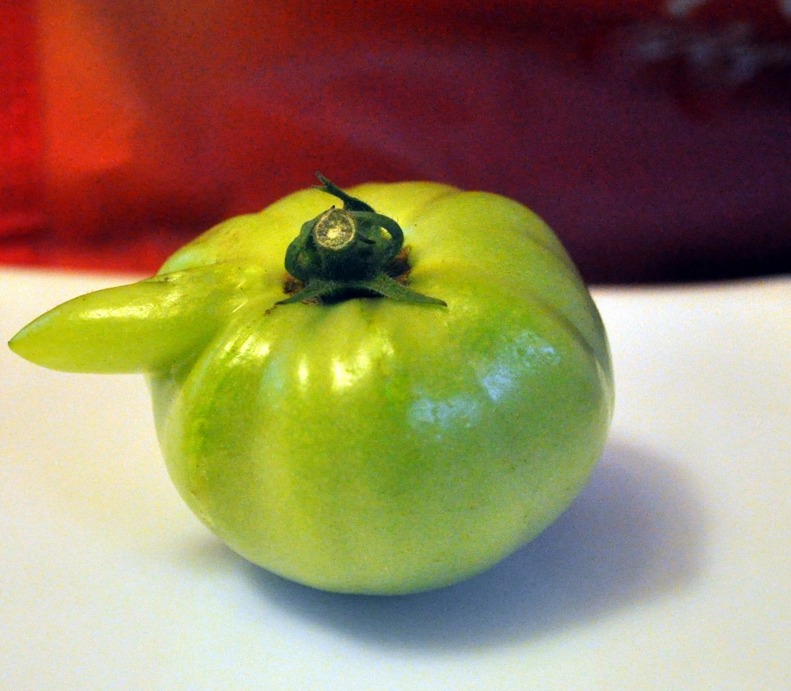 silvieon4: Pinocchio Tomato