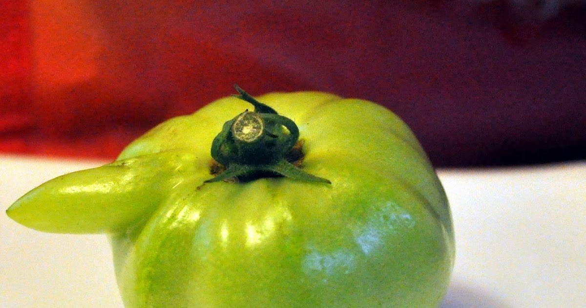 silvieon4: Pinocchio Tomato