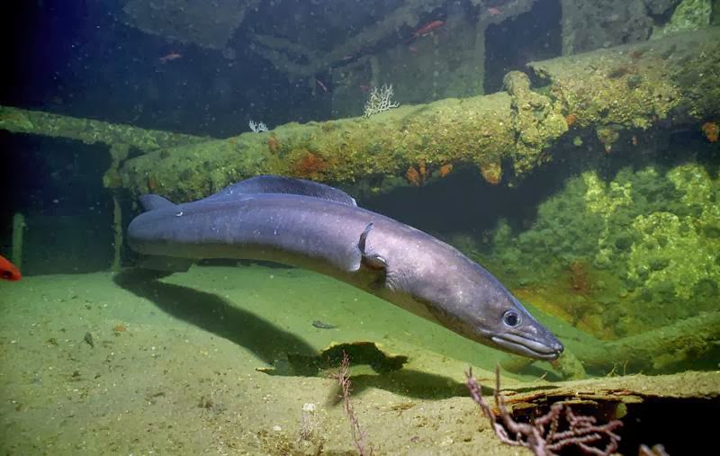 Asturpeskin: El congrio y su pesca