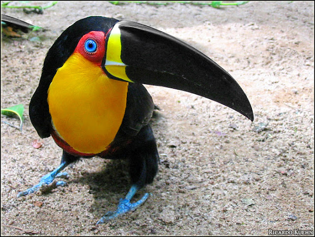 Amazing Toucan Bird - Toucans Facts, Photos, Information, Habitats ...