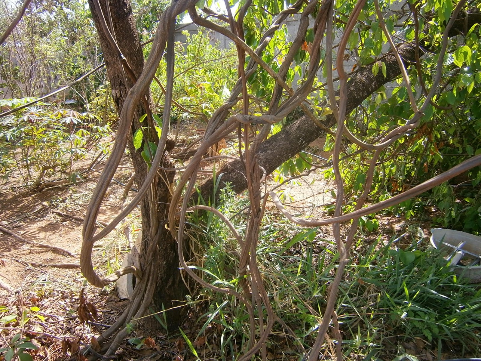 Zelando pela Chacrona e pelo Jagube: Parte da árvore de apoio dos ...