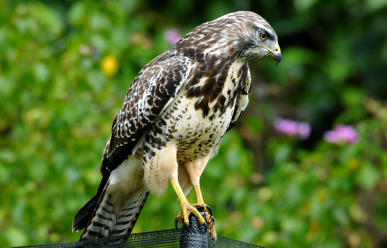 Jozef van der Heijden - Natuurfotografie: De Buizerd vol in de lens