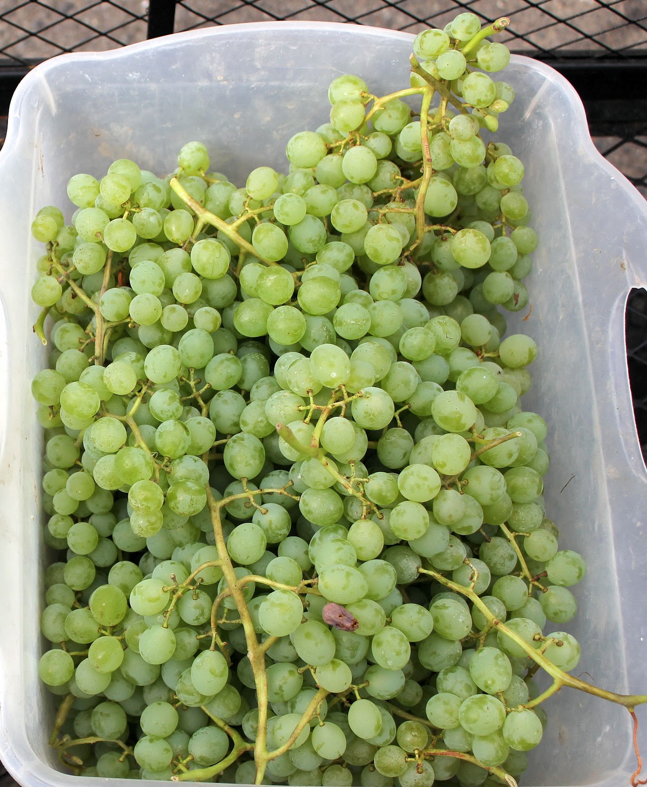My Mountain Garden Gleanings: Making Raisins
