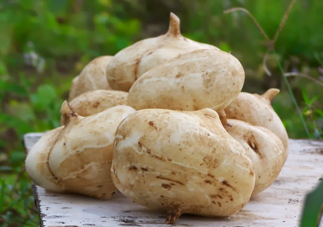 Manfaat dan khasiat bengkoang untuk kesehatan - CATATAN Q